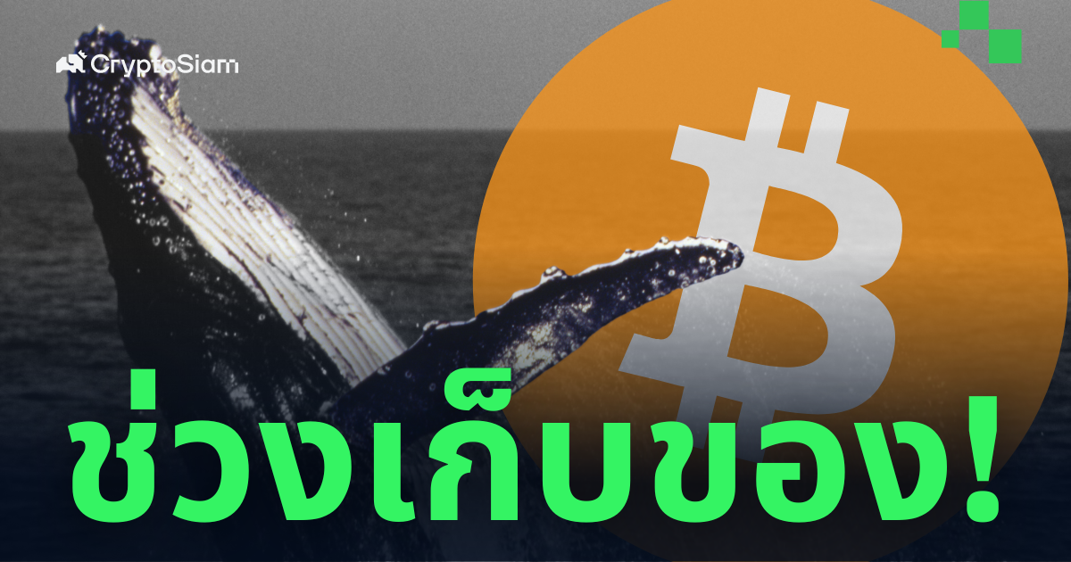 เก็บกันใหญ่ นักวิเคราะห์พบ วาฟ จำนวนมาก เข้าซื้อ Bitcoin รวมกว่า